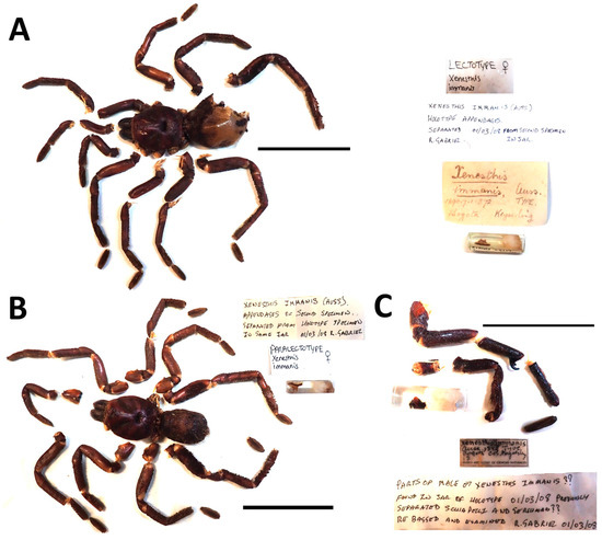 On the Tarantula Genus Xenesthis Simon, 1891, with Description of a New ...