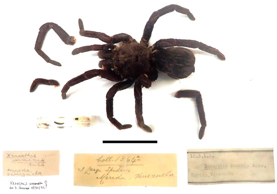 On the Tarantula Genus Xenesthis Simon, 1891, with Description of a New ...