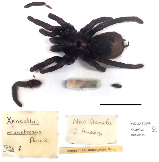 On the Tarantula Genus Xenesthis Simon, 1891, with Description of a New ...