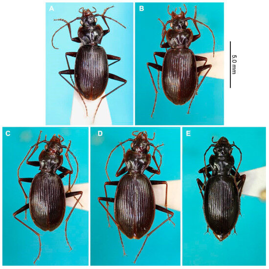 A New and Little-Known Species of the Ground Beetle Genus Nebria ...