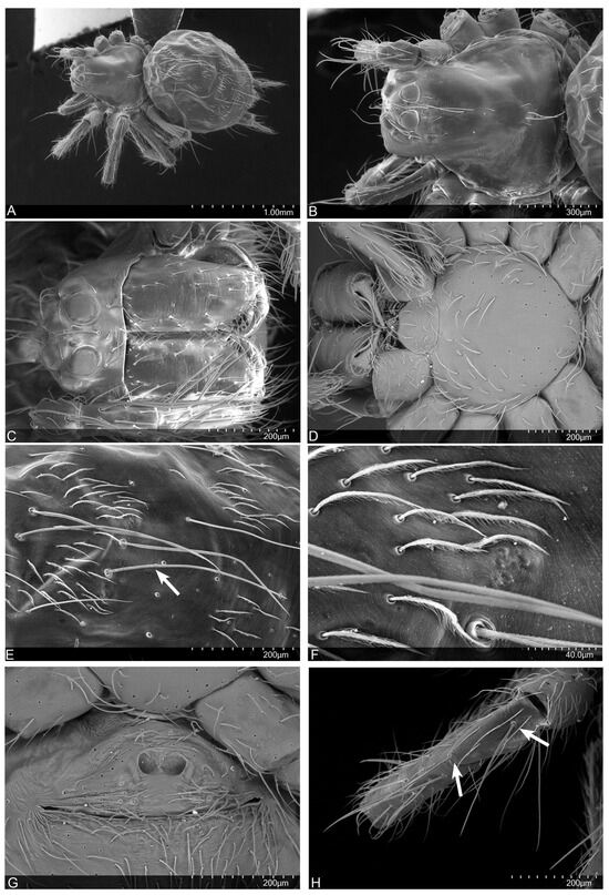 First Record of the Family Hahniidae in Ecuador with Description of ...