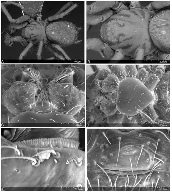 First Record of the Family Hahniidae in Ecuador with Description of ...