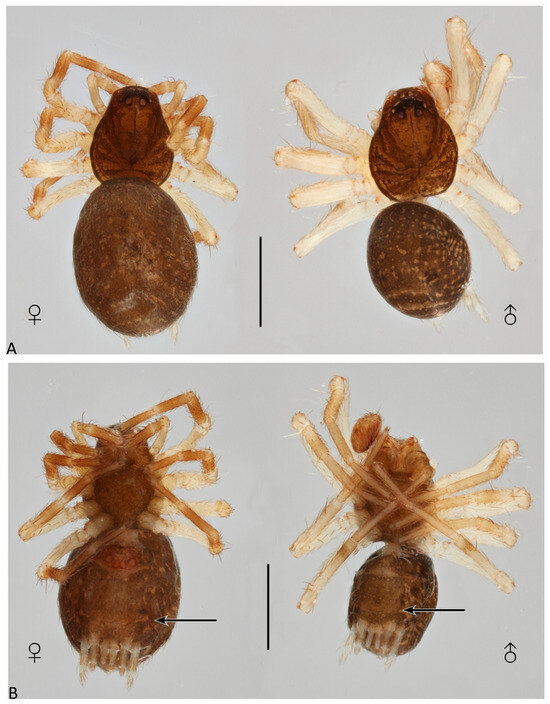 First Record of the Family Hahniidae in Ecuador with Description of ...