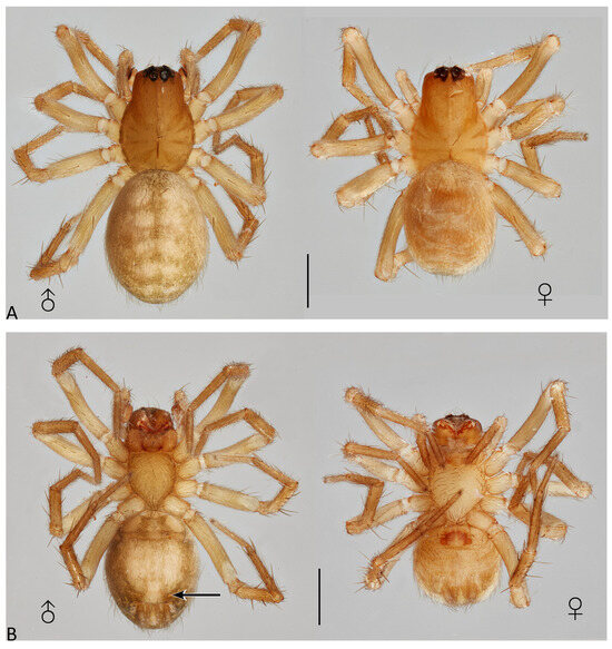 First Record of the Family Hahniidae in Ecuador with Description of ...