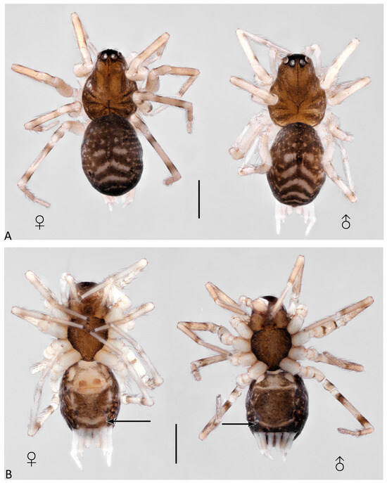 First Record of the Family Hahniidae in Ecuador with Description of ...