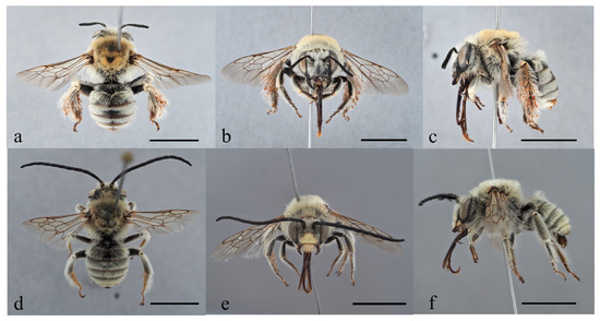 Species of the Western Palaearctic Genus Tetralonia Spinola, 1838 ...