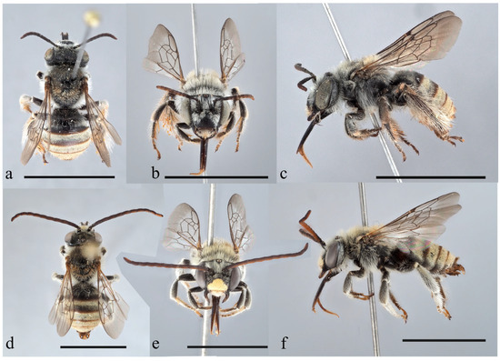 Species of the Western Palaearctic Genus Tetralonia Spinola, 1838 ...