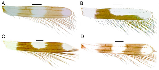 The Swedish Aeolothripidae and Melanthripidae (Thysanoptera) with a ...