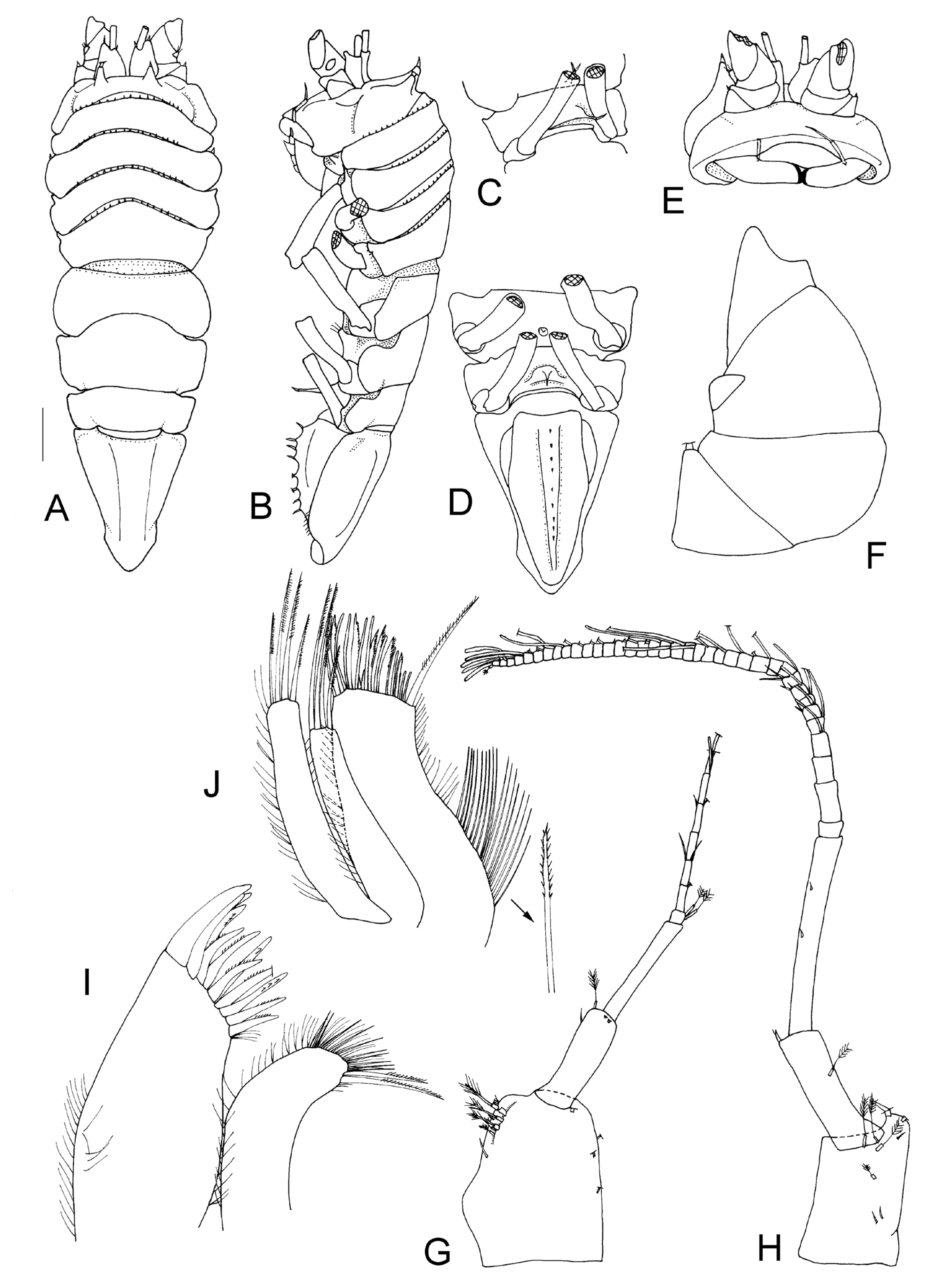 Taxonomy | Free Full-Text | Nine New Species of Ilyarachninae Hansen ...