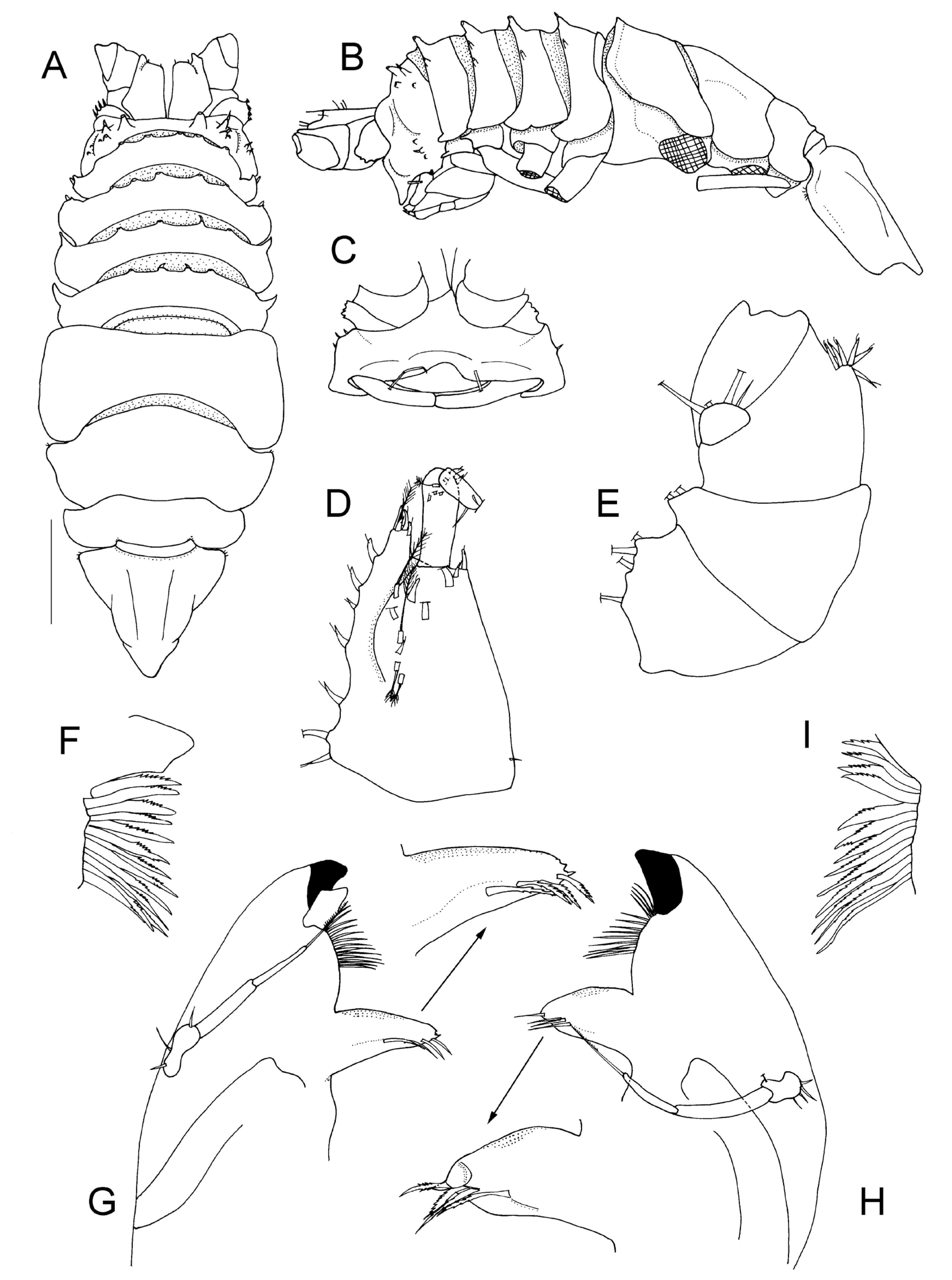 Taxonomy | Free Full-Text | Nine New Species of Ilyarachninae Hansen ...