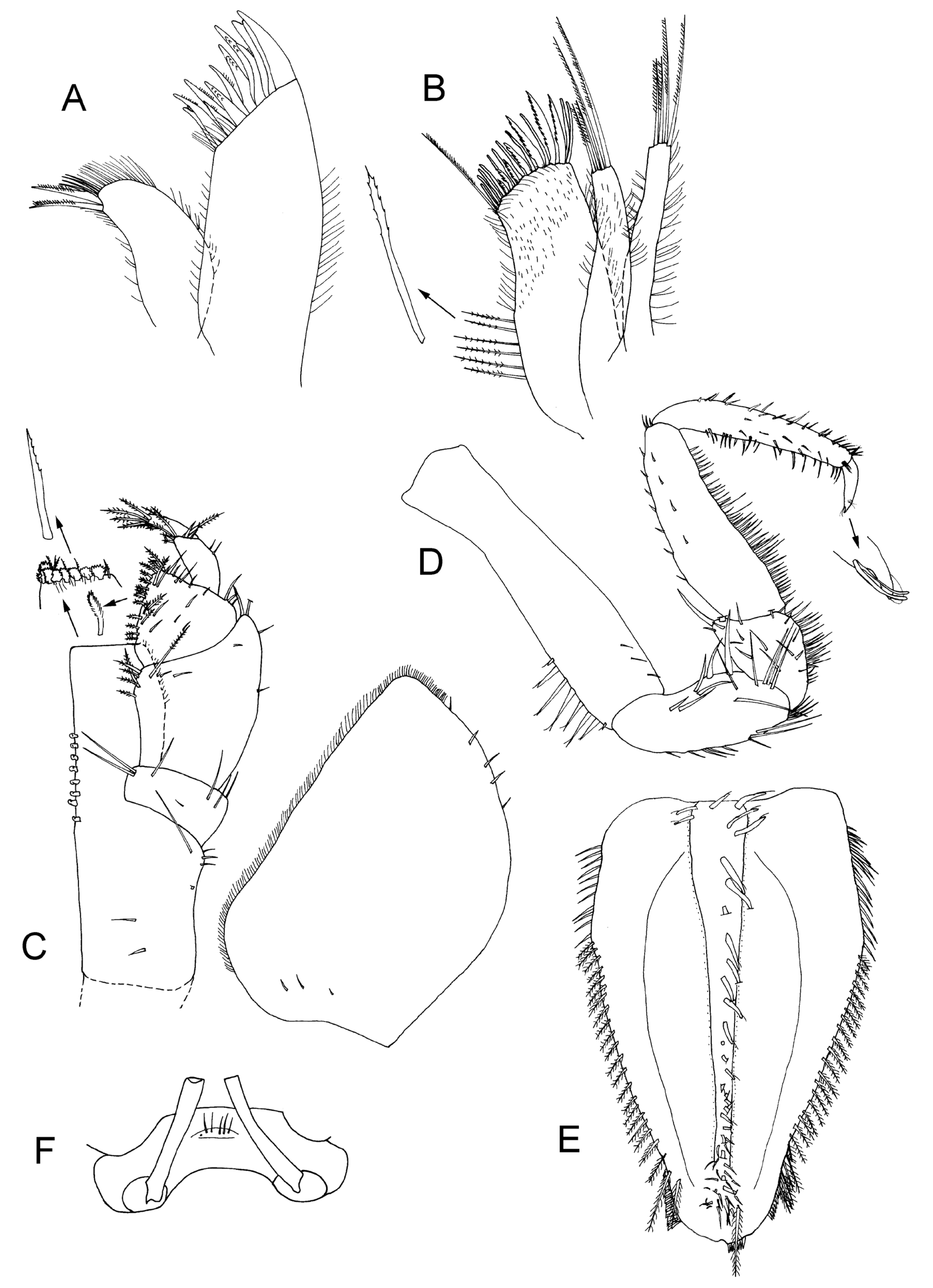 Taxonomy | Free Full-Text | Nine New Species of Ilyarachninae Hansen ...