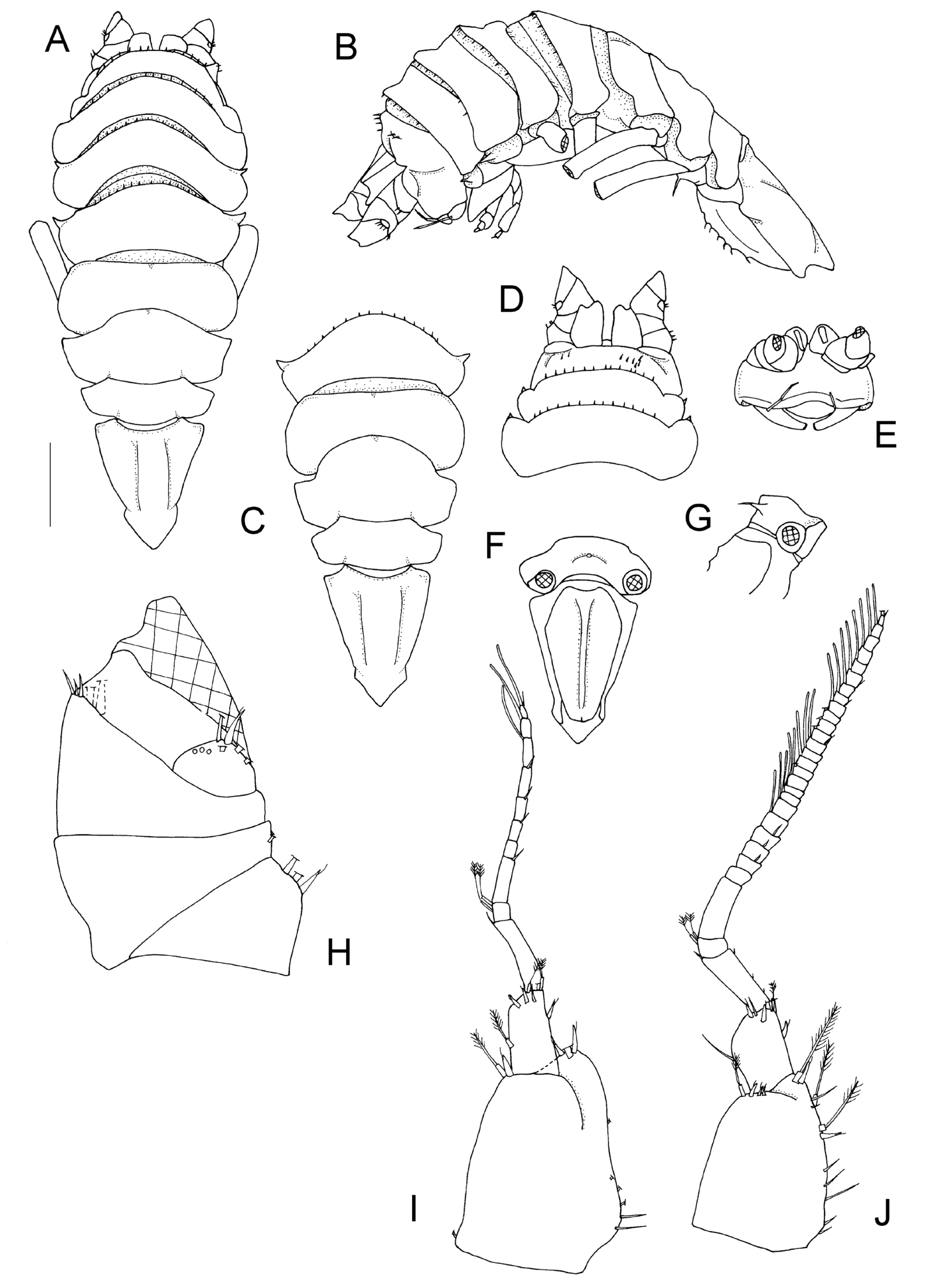 Taxonomy | Free Full-Text | Nine New Species of Ilyarachninae Hansen ...