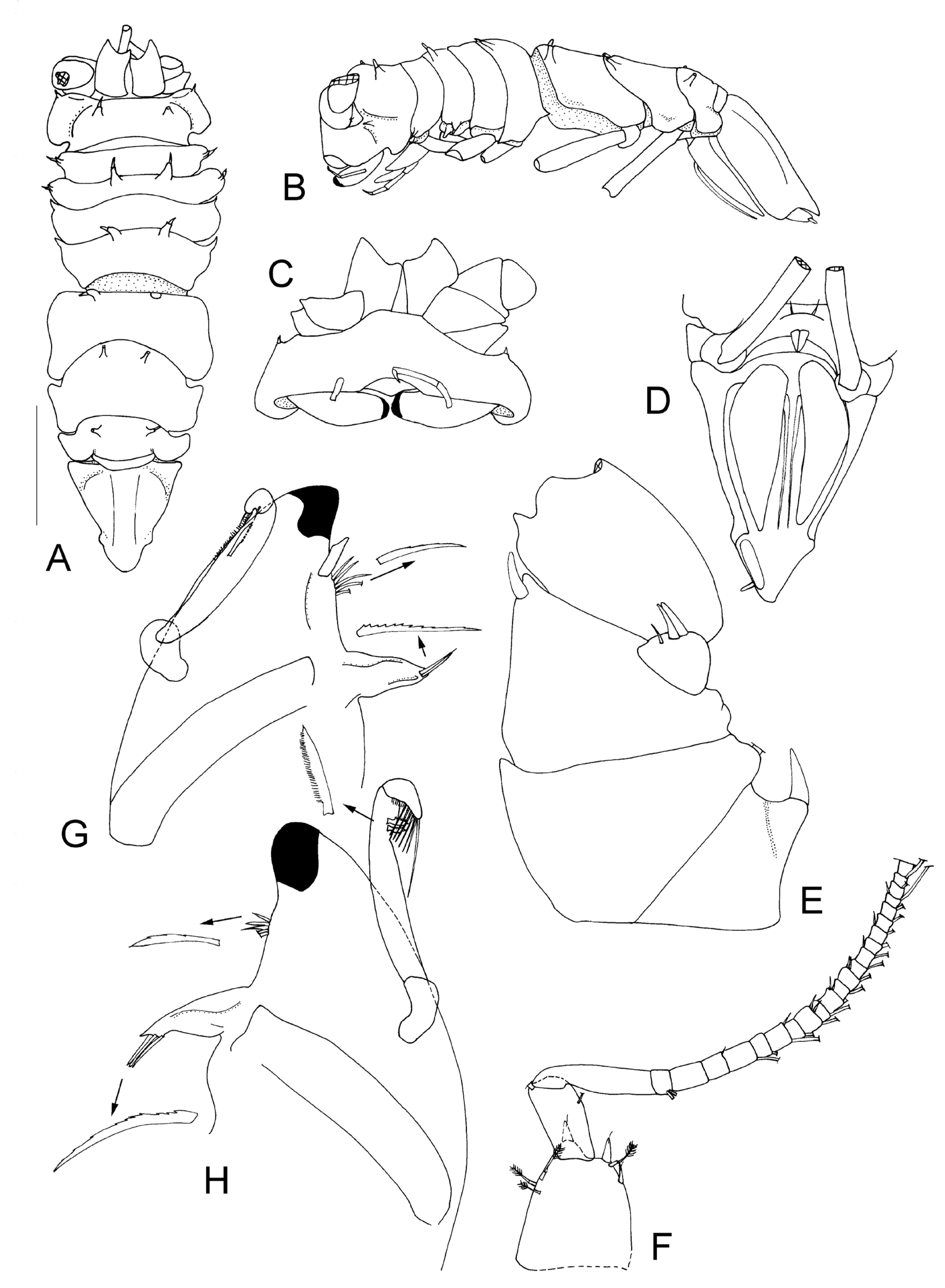 Taxonomy | Free Full-Text | Nine New Species of Ilyarachninae Hansen ...