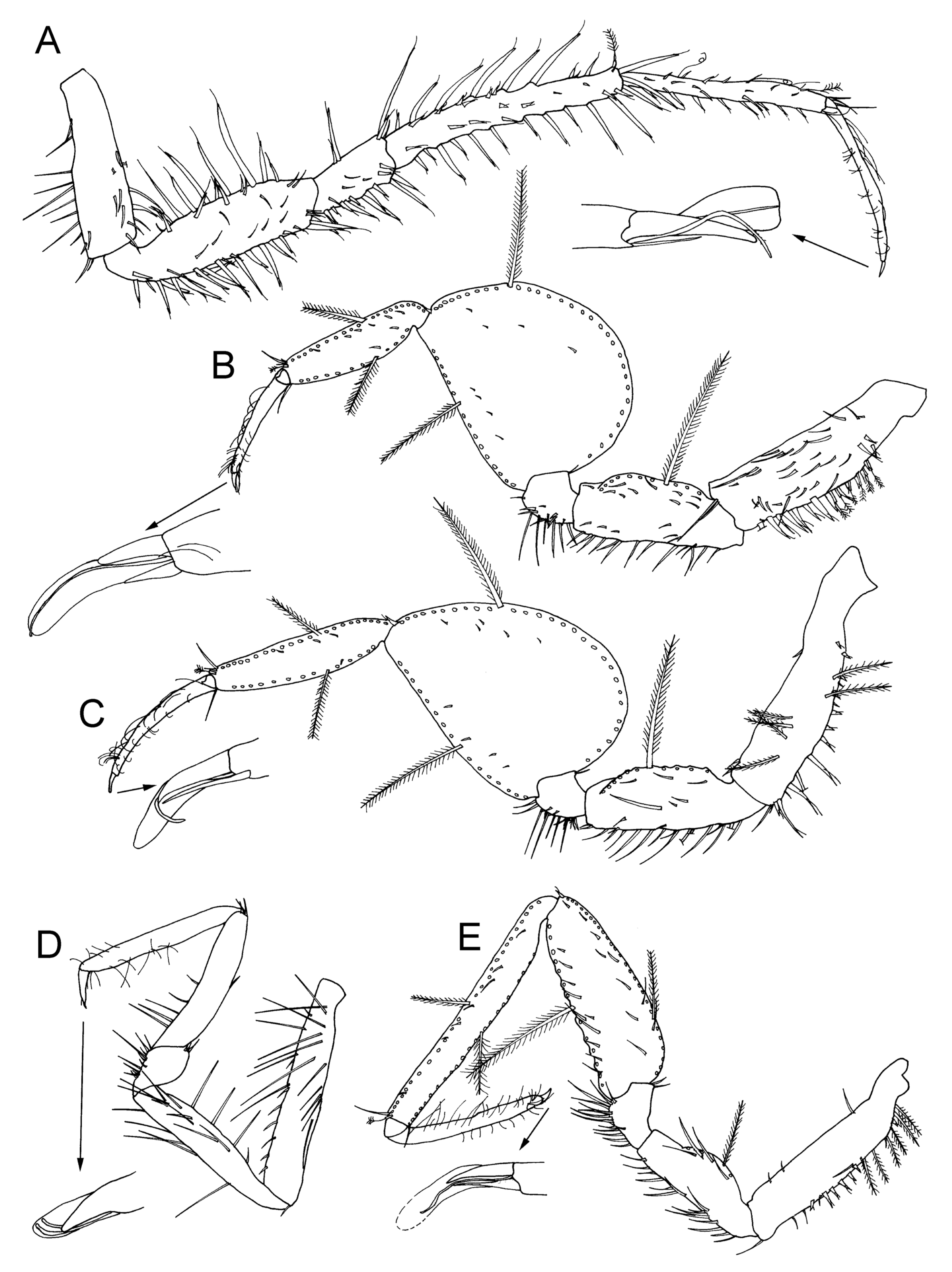 Taxonomy | Free Full-Text | Nine New Species of Ilyarachninae Hansen ...