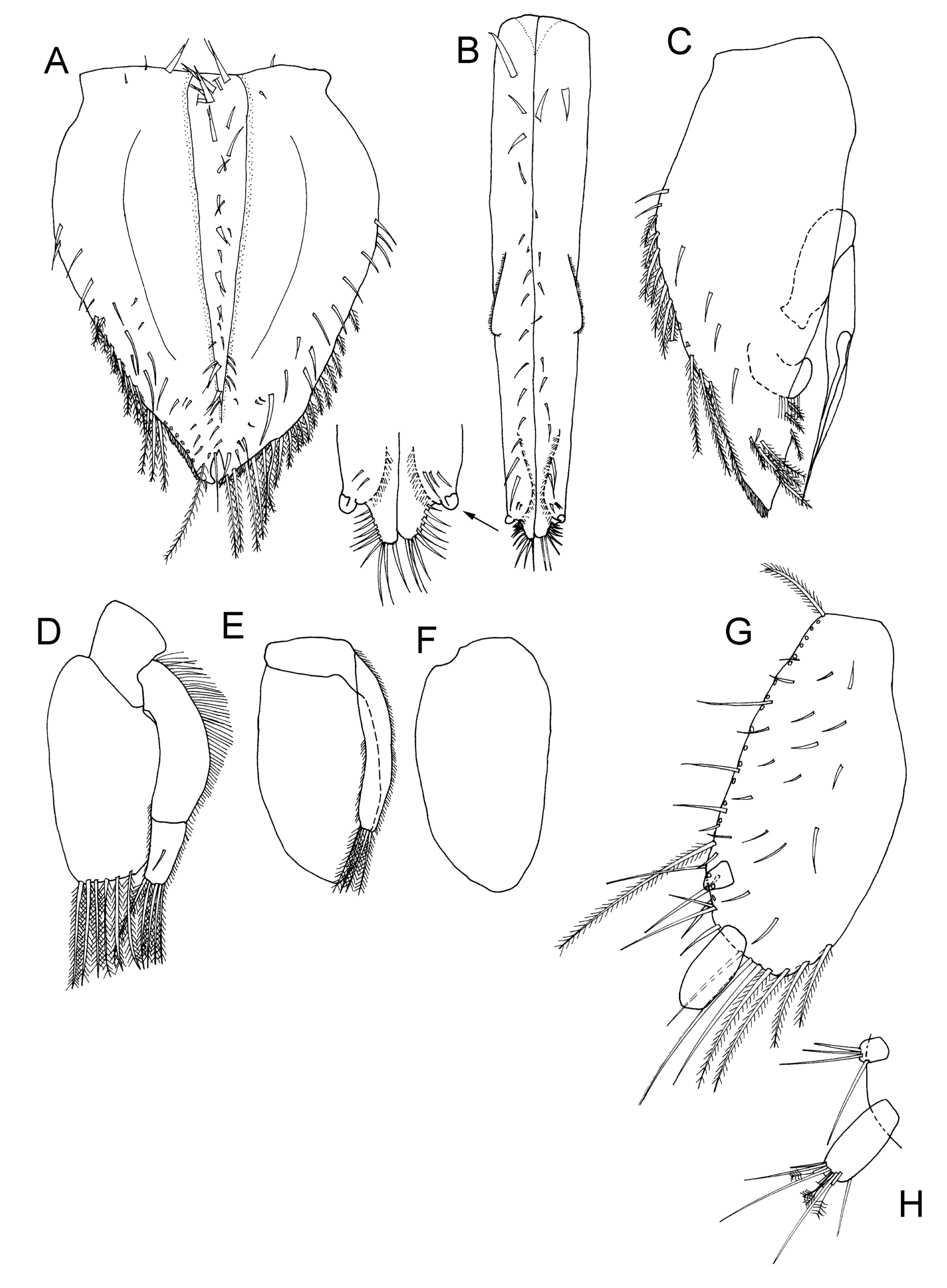 Taxonomy | Free Full-Text | Nine New Species of Ilyarachninae Hansen ...