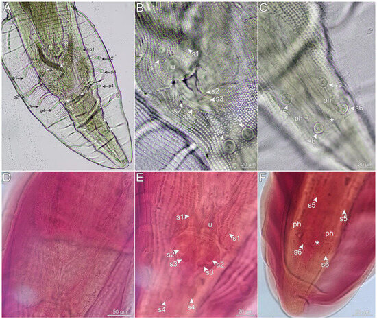 Untangling the Defiant Taxonomy of Physaloptera (Nematoda: Chromadorea ...