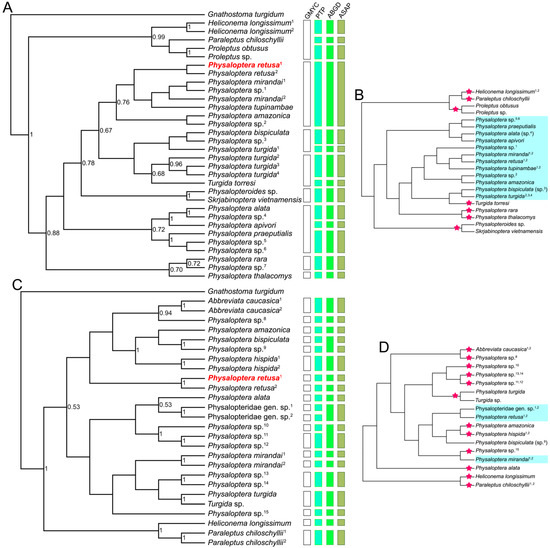 Untangling the Defiant Taxonomy of Physaloptera (Nematoda: Chromadorea ...
