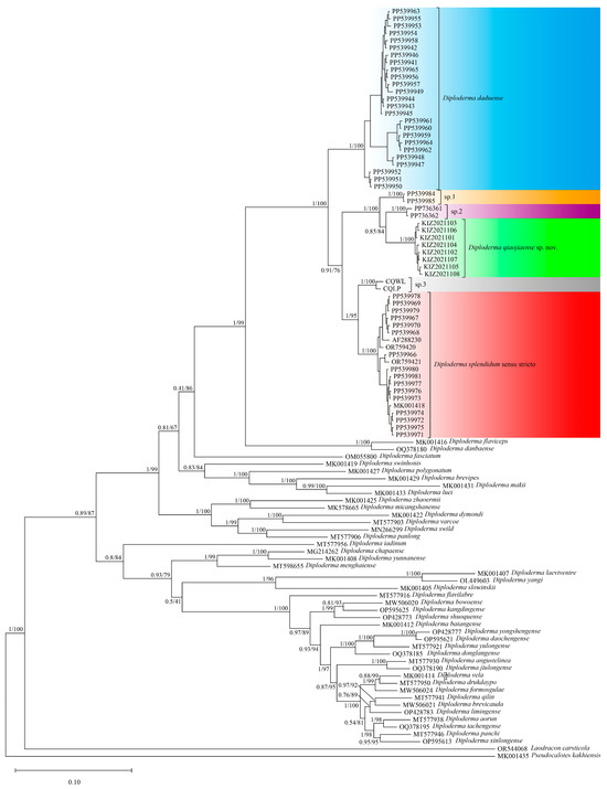 A New Species of Diploderma Hallowell, 1861 (Reptilia, Squamata ...