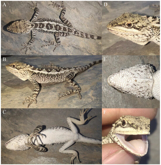 A New Species of Diploderma Hallowell, 1861 (Reptilia, Squamata ...