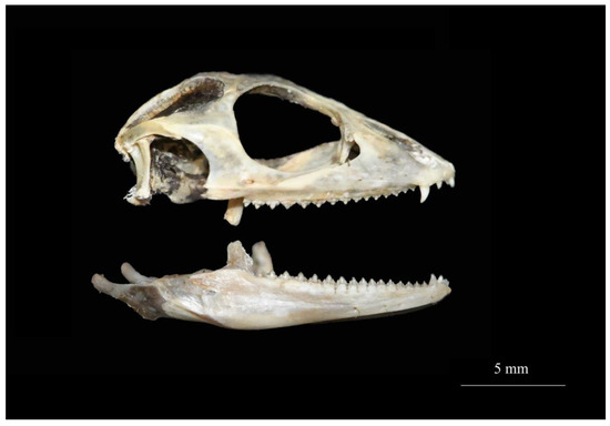 A New Species of Diploderma Hallowell, 1861 (Reptilia, Squamata ...