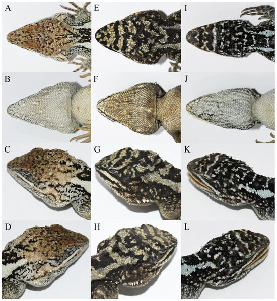 A New Species of Diploderma Hallowell, 1861 (Reptilia, Squamata ...