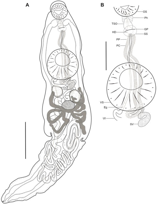 Tubulovesicula lindbergi (Layman, 1930) (Digenea: Hemiuridae) in the ...