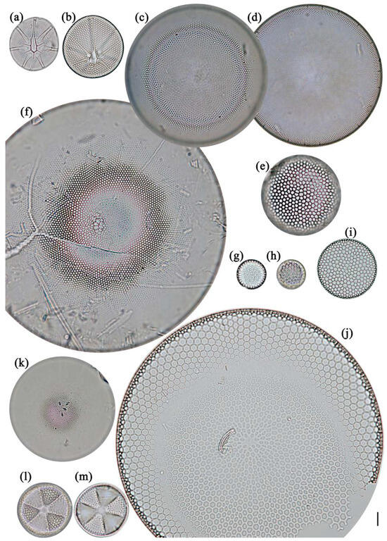 Diatom Flora from Time-Series Sediment Trap in the Kuroshio Extension ...