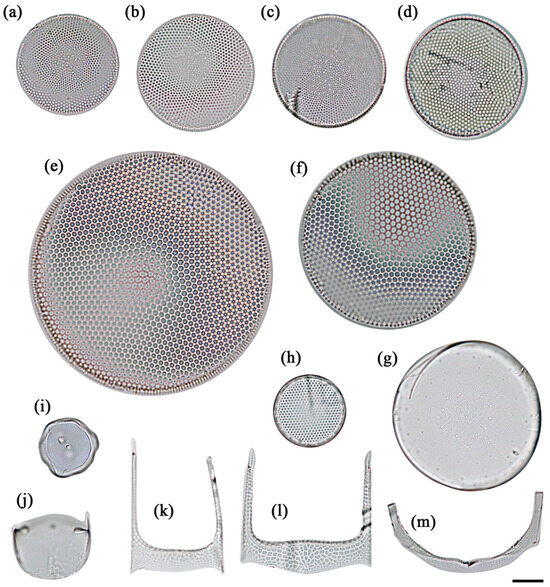 Diatom Flora from Time-Series Sediment Trap in the Kuroshio Extension ...