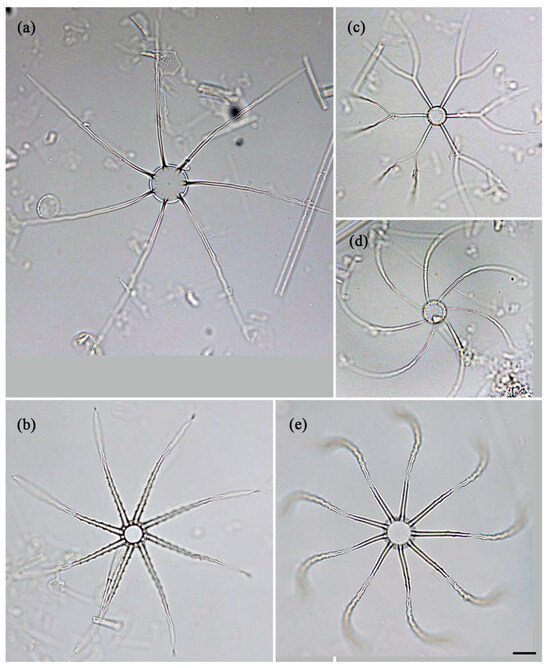 Diatom Flora from Time-Series Sediment Trap in the Kuroshio Extension ...