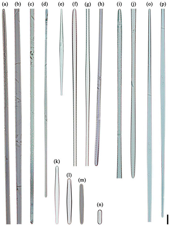 Diatom Flora from Time-Series Sediment Trap in the Kuroshio Extension ...