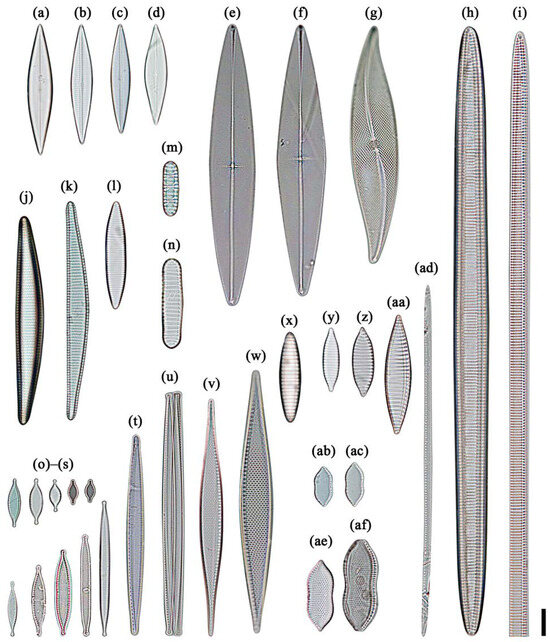 Diatom Flora from Time-Series Sediment Trap in the Kuroshio Extension ...