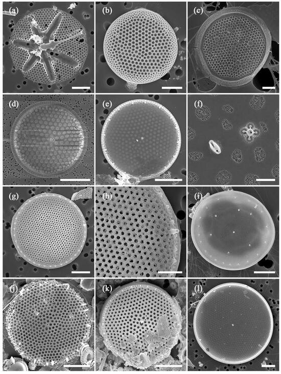 Diatom Flora from Time-Series Sediment Trap in the Kuroshio Extension ...