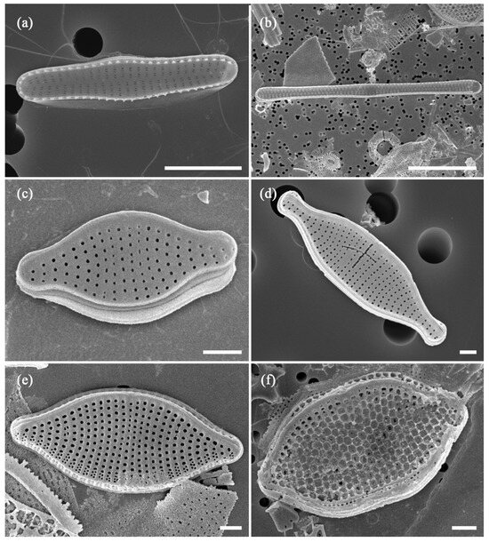 Diatom Flora from Time-Series Sediment Trap in the Kuroshio Extension ...