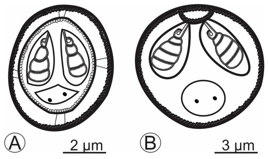 Morphological and Molecular Analysis Describing Two New Species of ...