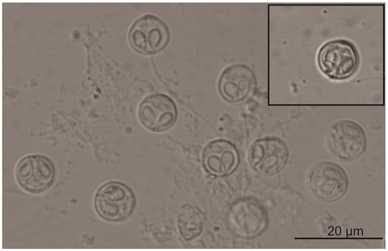 Morphological and Molecular Analysis Describing Two New Species of ...