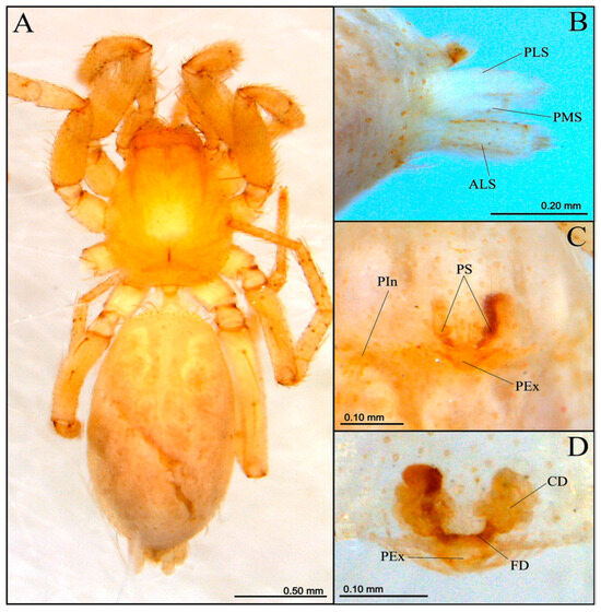 A New Genus of Prodidominae Cave Spider from a Paleoburrow and ...