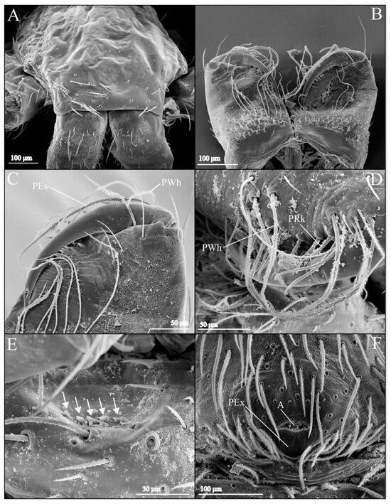 A New Genus of Prodidominae Cave Spider from a Paleoburrow and ...
