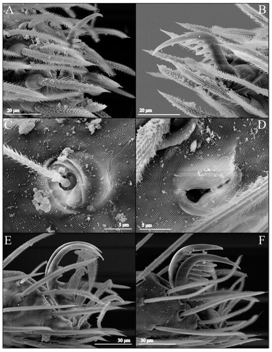 A New Genus of Prodidominae Cave Spider from a Paleoburrow and ...