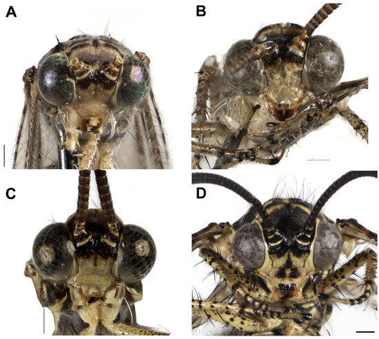 A New Species of Brachynemurus Hagen in the B. versutus Subgroup ...