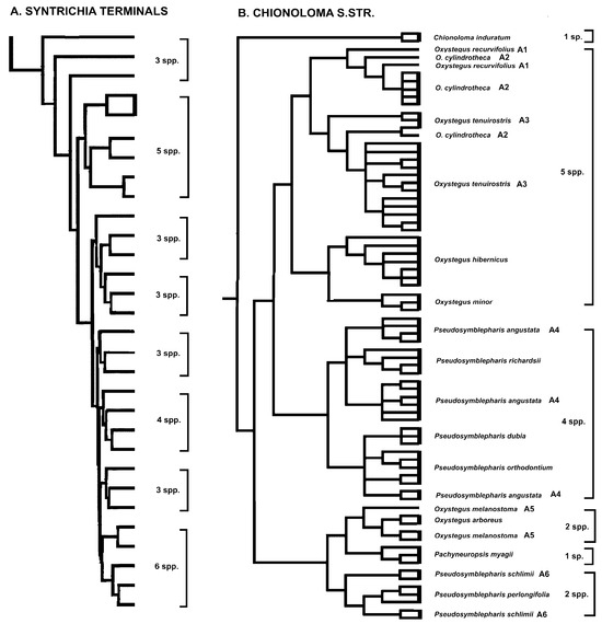 Minimally Monophyletic Genera Present within Meso- and Macrogenera