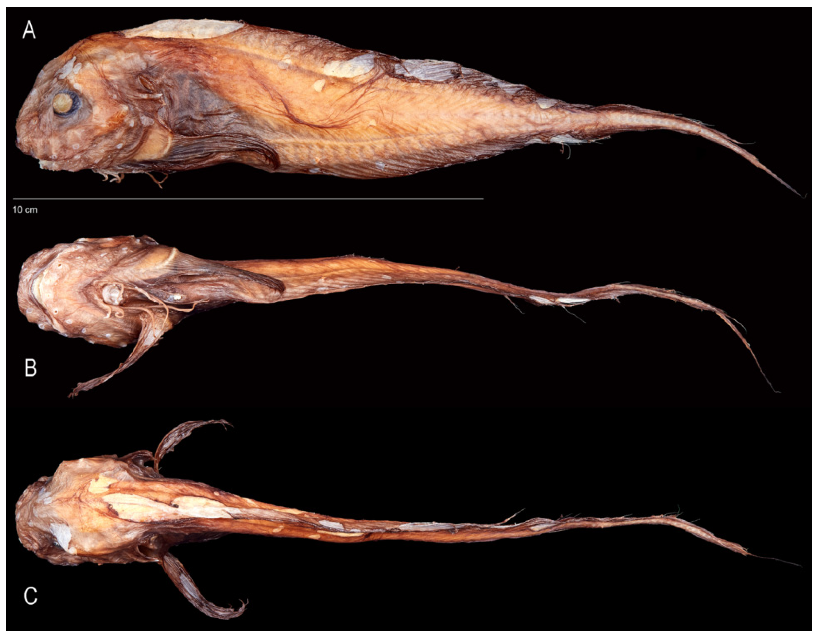 First Capture of the Deep-Sea Careproctus bathycoetus (Liparidae) a ...