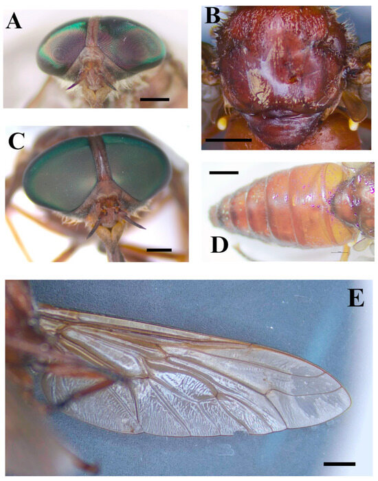 DNA Barcoding of Tabanids (Diptera: Tabanidae) from Veracruz, Mexico ...