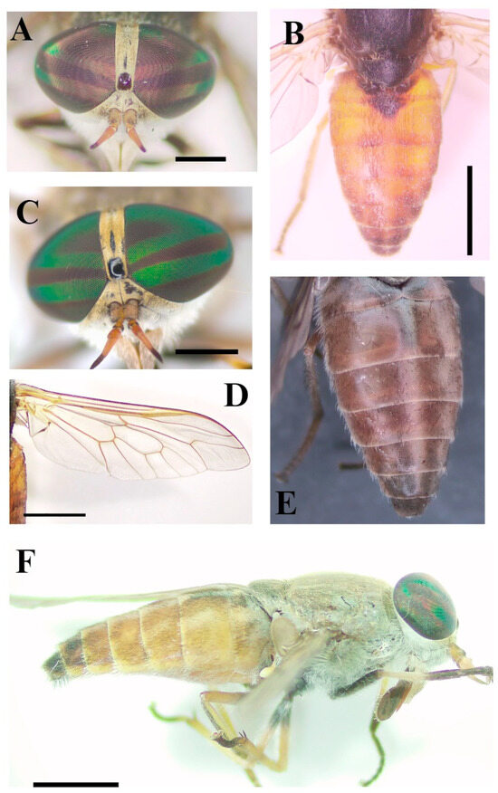 DNA Barcoding of Tabanids (Diptera: Tabanidae) from Veracruz, Mexico ...