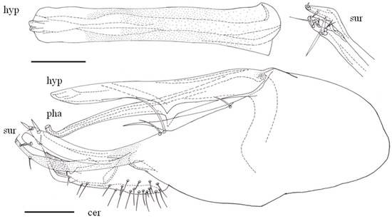 Discovery of Two New European Tree Trunk-Dwelling Medetera Species ...