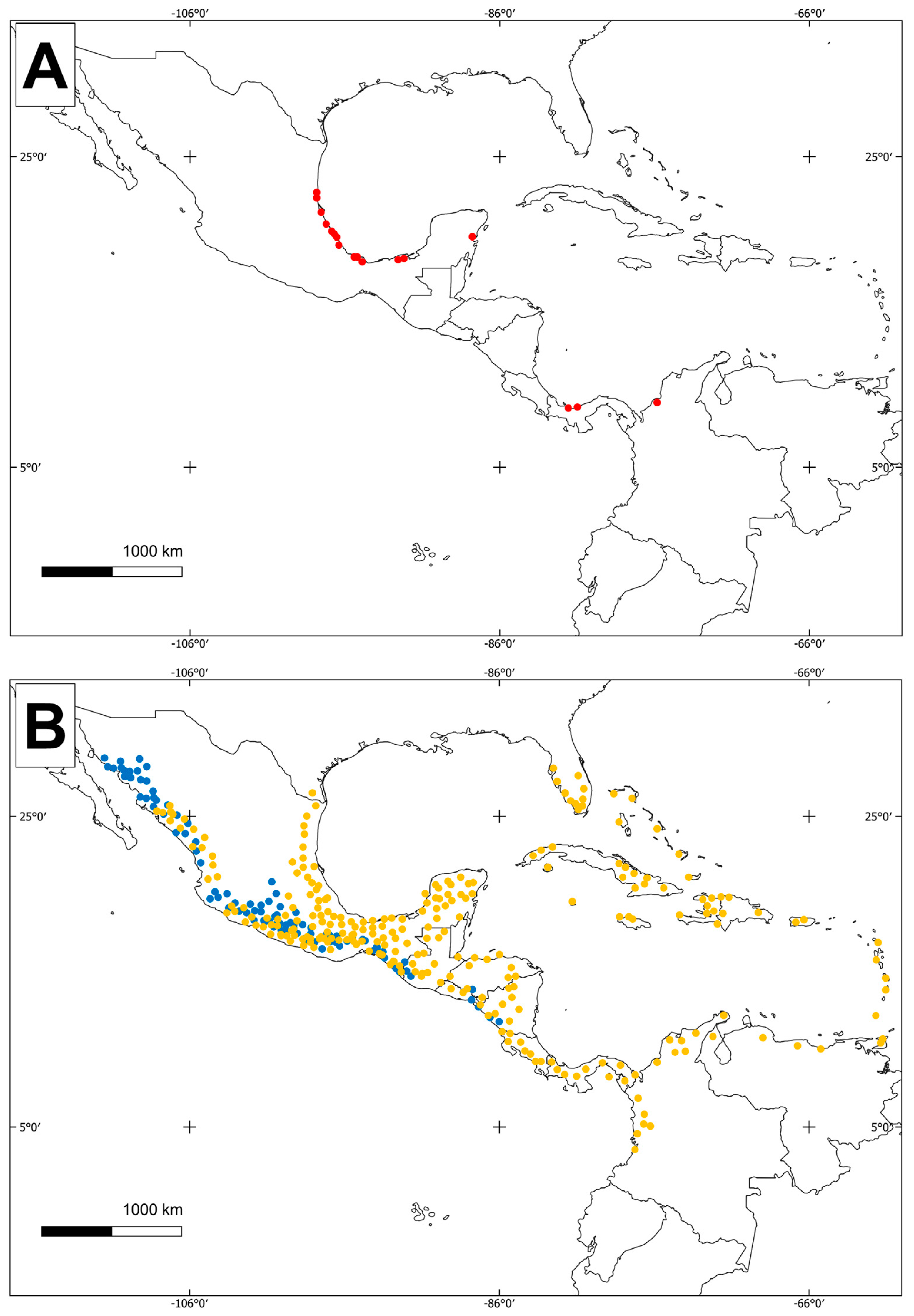 A Small Piece of a Complicated Puzzle: The Resurrection of Randia tomatillo Loes. from the ...