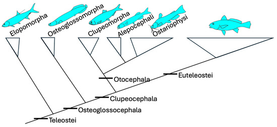 Biodiversity, Systematics, and Taxonomy of Ostariophysi (Osteichthyes ...