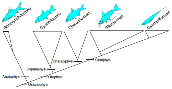 Biodiversity, Systematics, and Taxonomy of Ostariophysi (Osteichthyes ...