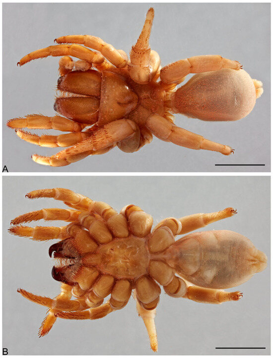 On Some Rare Mygalomorph from Ecuador, with the Description of 16 New ...