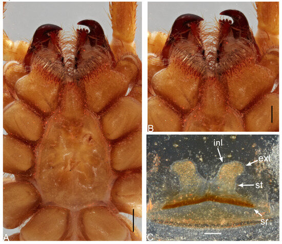 On Some Rare Mygalomorph from Ecuador, with the Description of 16 New ...