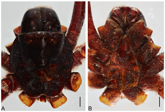 On Some Rare Mygalomorph from Ecuador, with the Description of 16 New ...